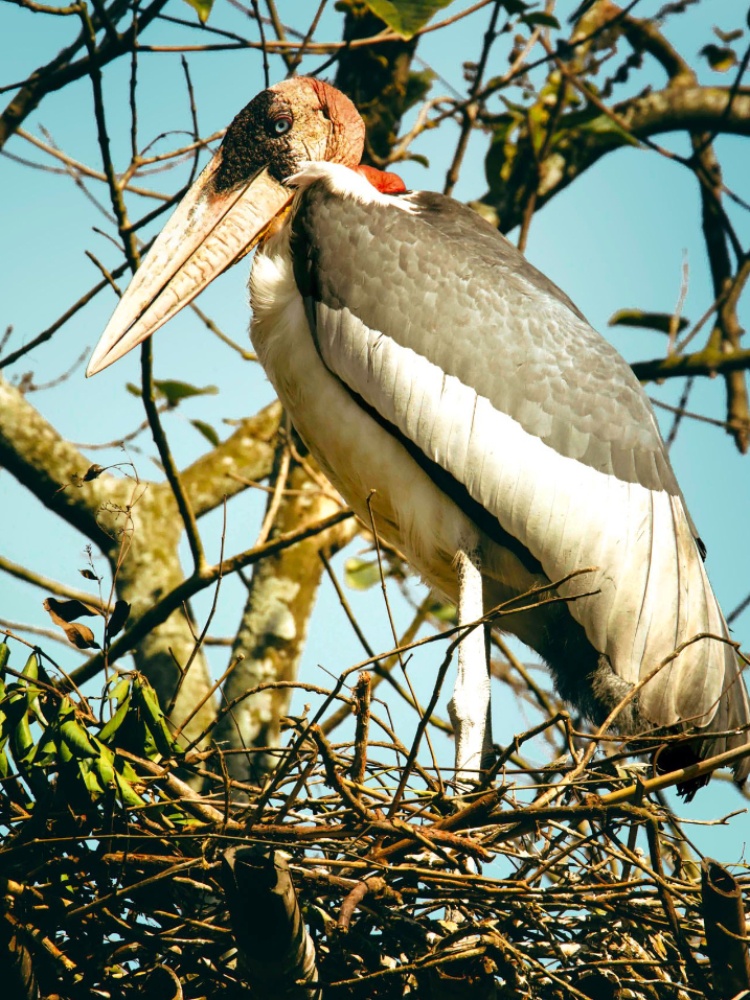 Meet the eco-feminist army saving giant storks or hargila, in Assam ...