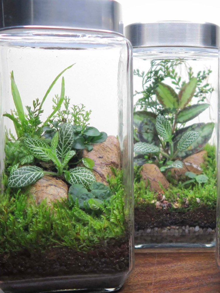 These terrarium artists and illustrators are transforming botanical art ...